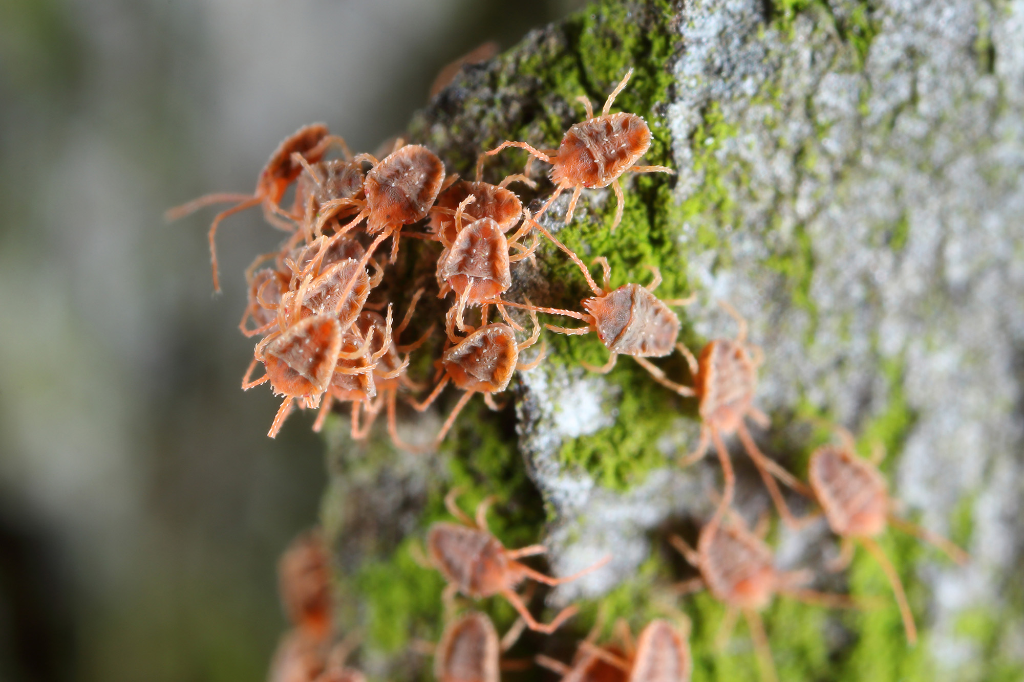 Mites | Northeast Exterminating